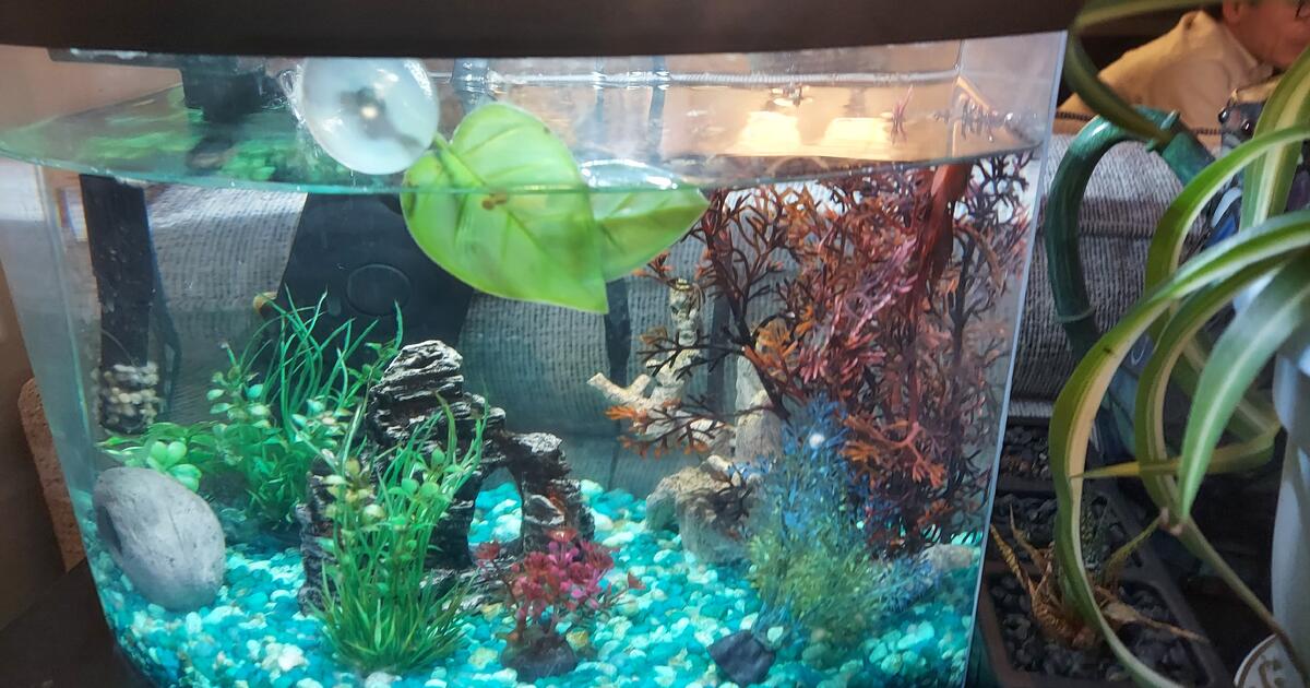 Free to good home- red Beta fish with tank and some supplies (snail ...