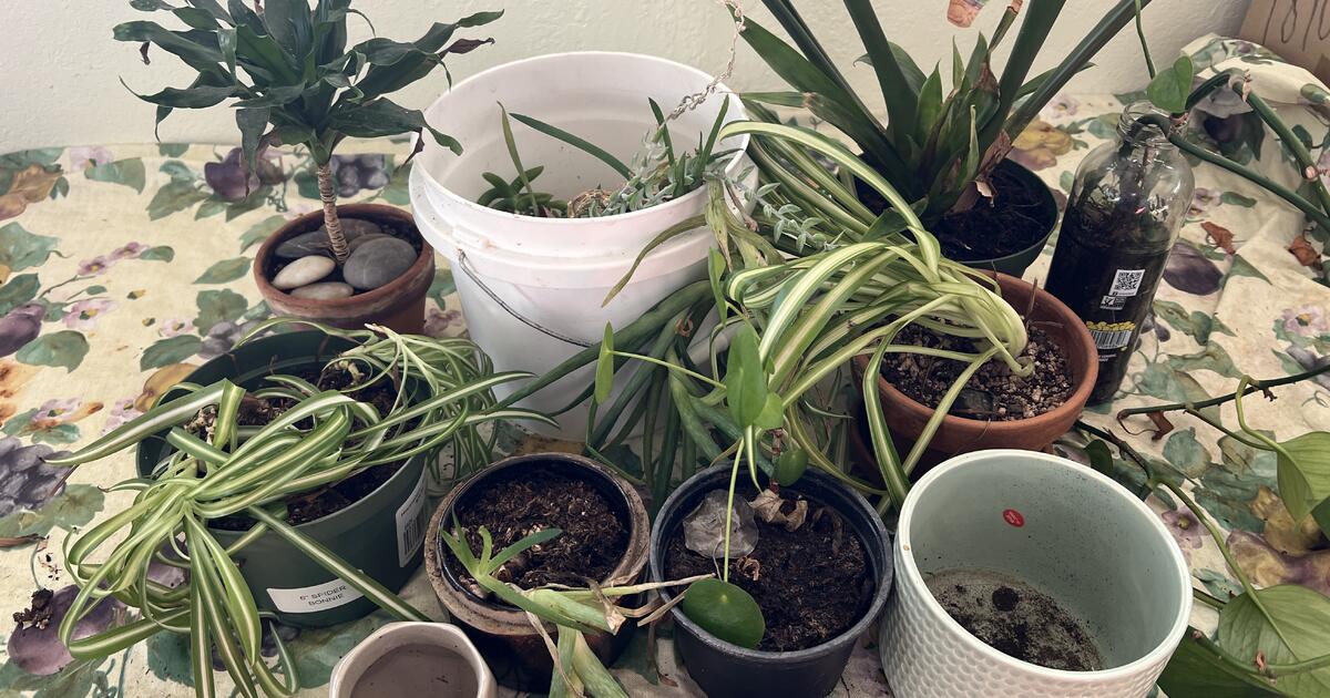 Assorted House Plants & Pots-Whole Group for $10 in El Cerrito, CA ...