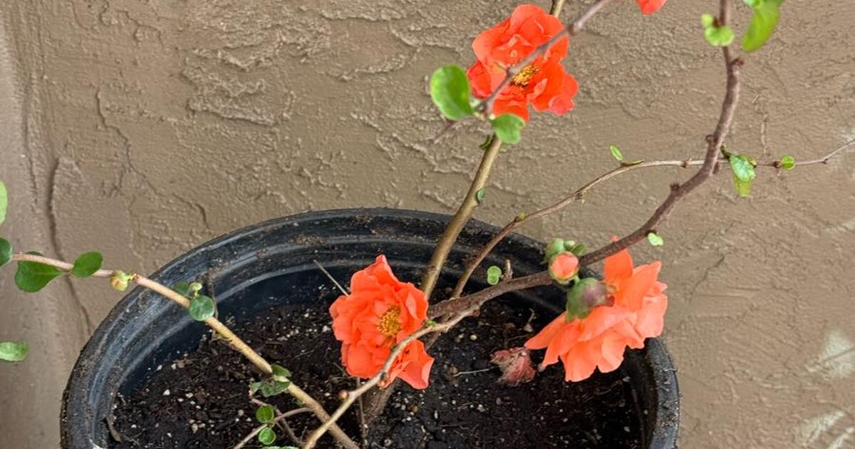 Double Take Orange Quince in San Diego, CA | For Sale & Free — Nextdoor