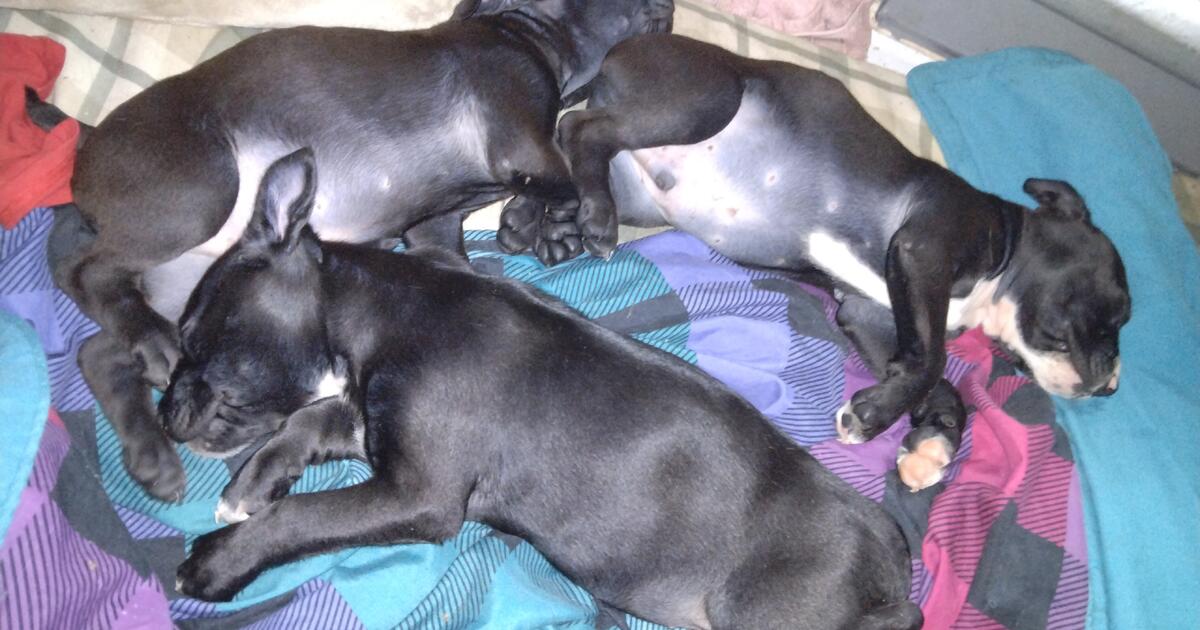 STILL HAVE PUPPIES WHO NEED FOREVER LOVING HOMES ASAP for $25 in Akron ...