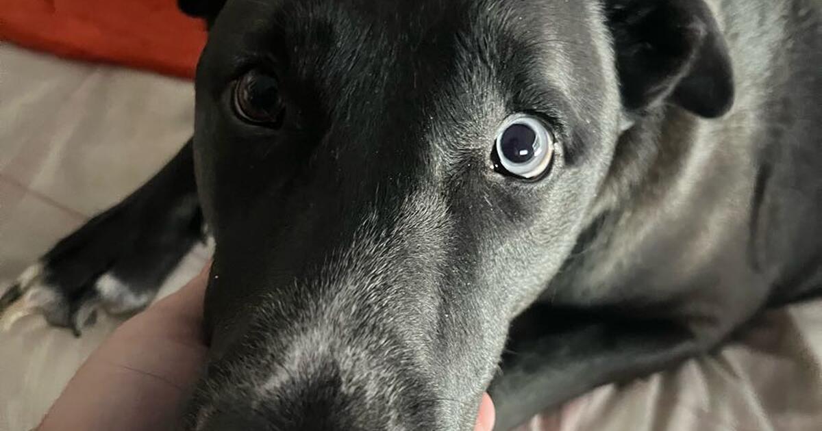 My dog shadow for Free in Fairburn, GA | For Sale & Free — Nextdoor