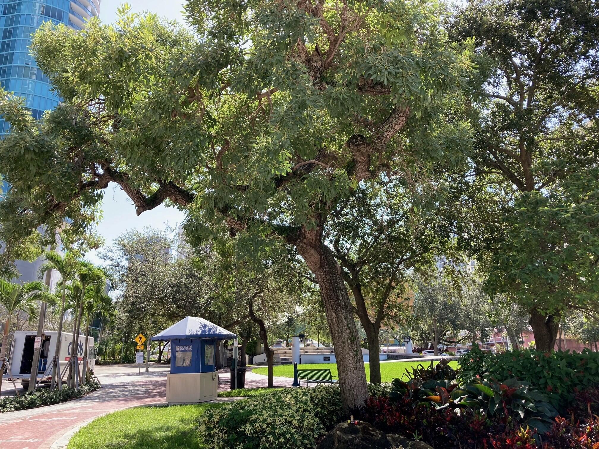 A Look Back: Annie Beck Tree Relocation 🌳 (City of Fort Lauderdale ...
