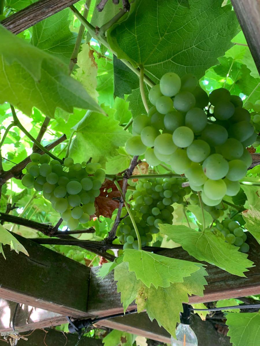 Leasingham, Leasingham | Everything You Need to Know