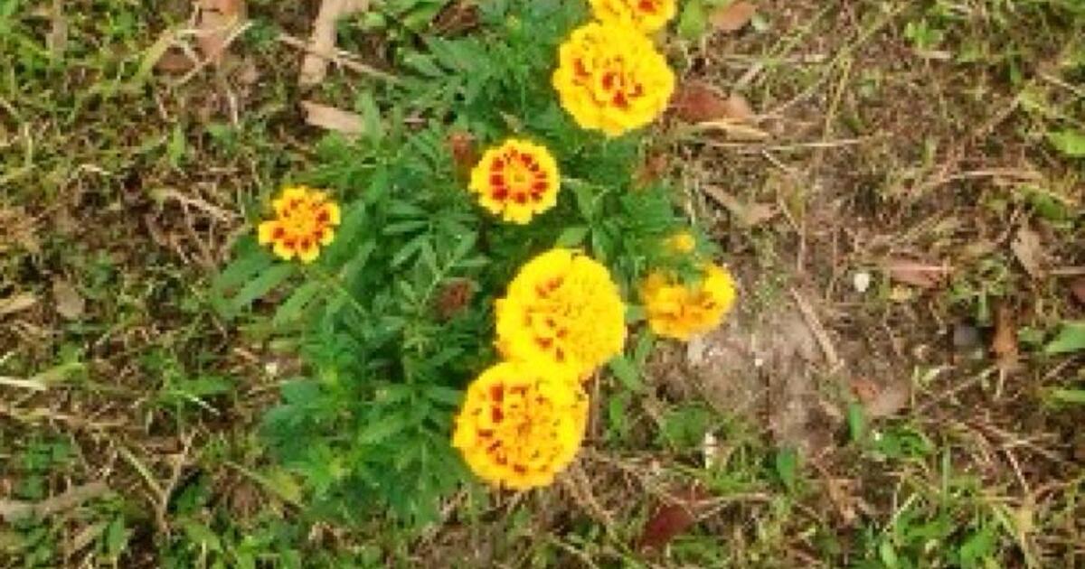 I m Not Selling But Didn t Know How To Post For Free In Fort Myers I m Not Selling But Didn t Know How To Post For Free In Fort Myers