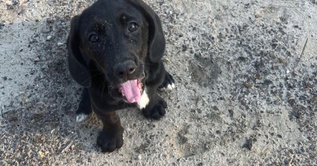 Bassador puppies FREE for Free in Bush, LA | For Sale & Free — Nextdoor