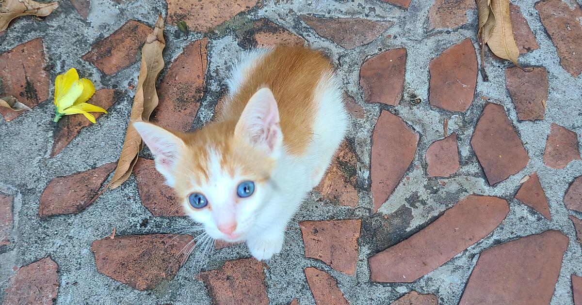 Ginger, and Gray Tabby Kittens to Good Home - Ten Kittens Available for ...