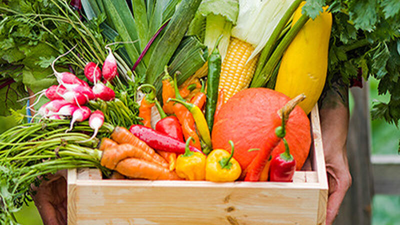 Farmer Jen Organics · Let's Fill Your Empty Yard Space with Food ...