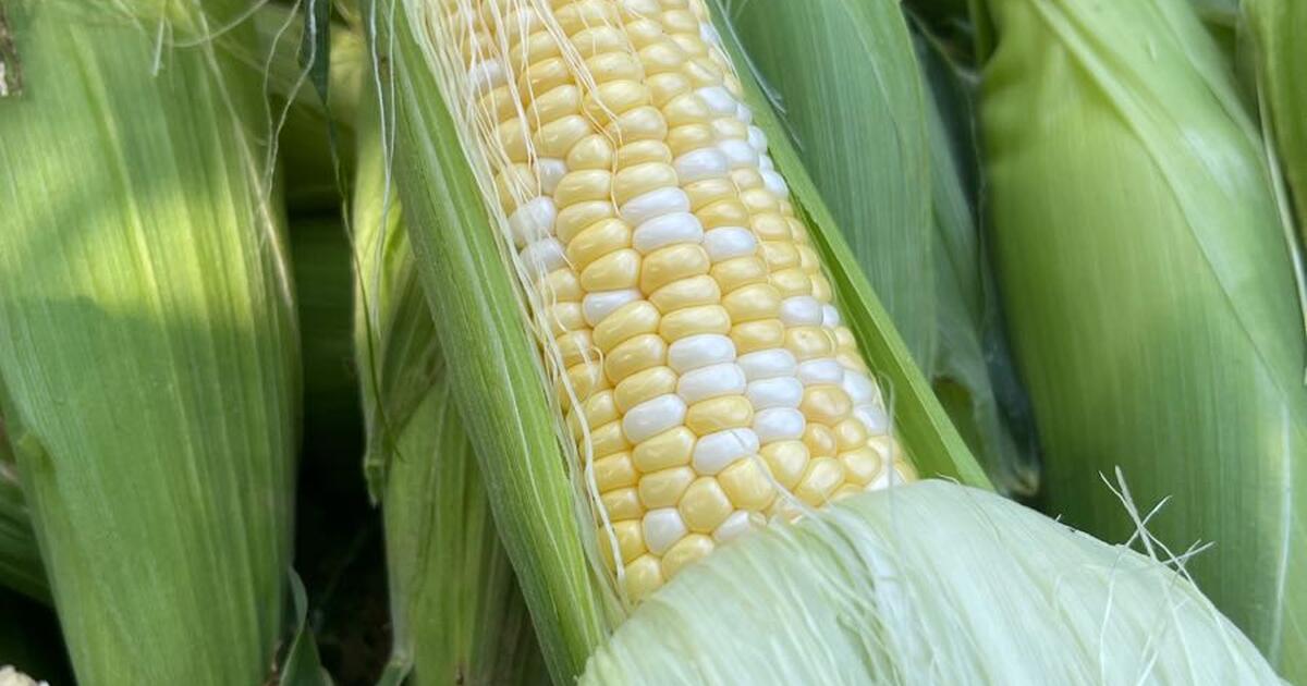 Sweet Corn Fresh Picked for $8 in Williamsburg, VA | For Sale & Free ...