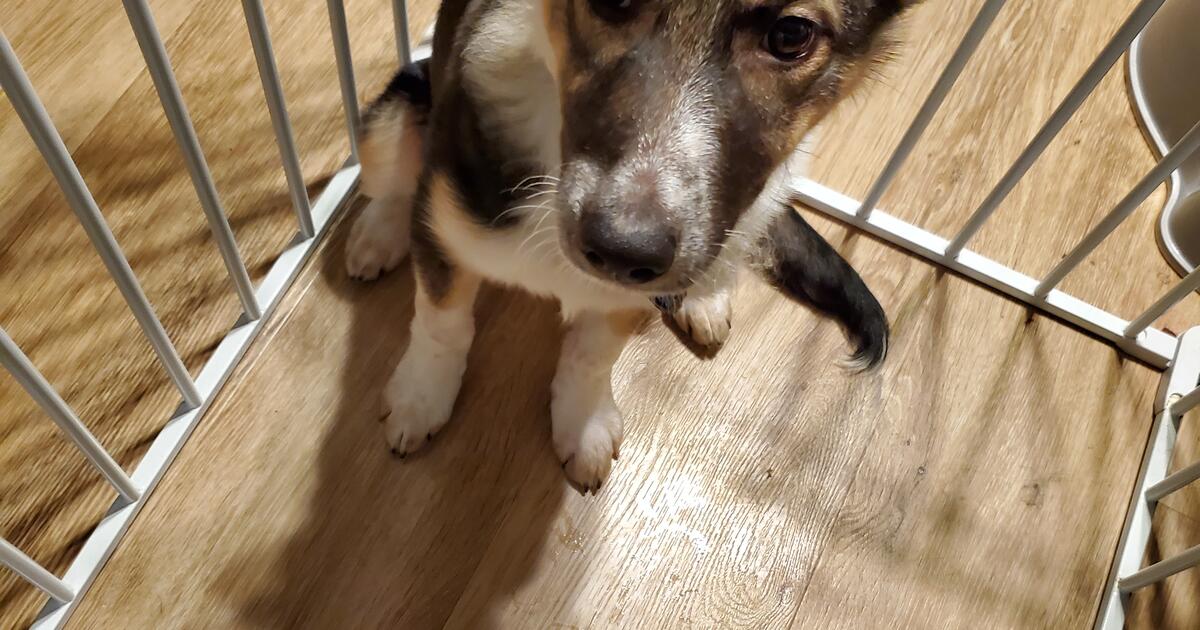 White gate/baby containment system for Free in Vancouver, WA | For Sale ...