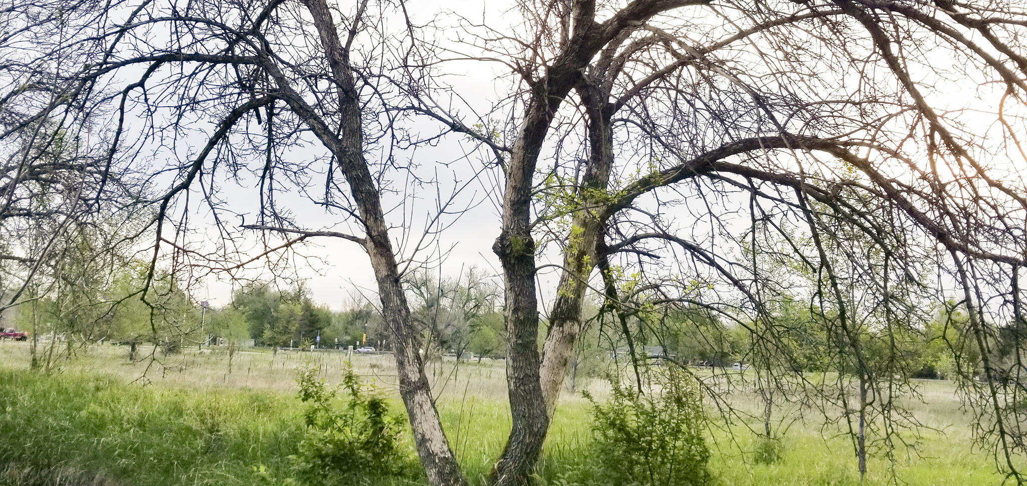 Project to remove EAB-infected trees that are dead and dying near NIST ...