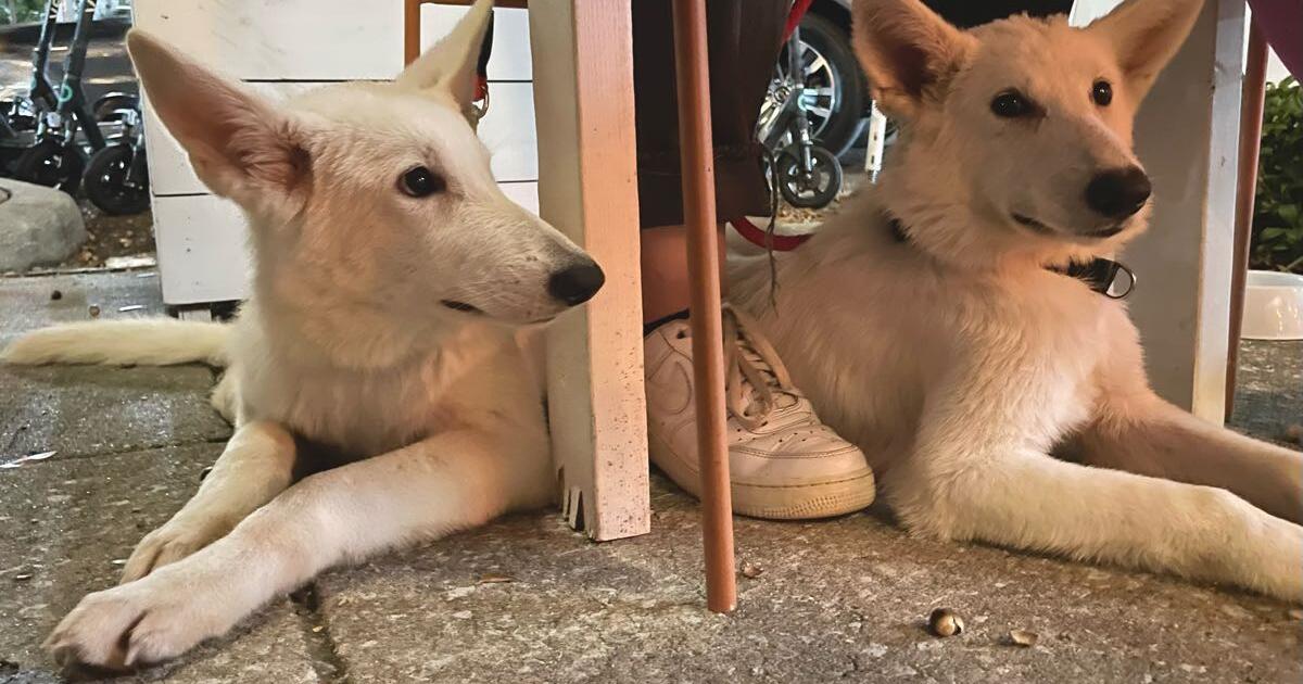 4mo old twin female White German Shepards in Lutz, FL | For Sale & Free ...