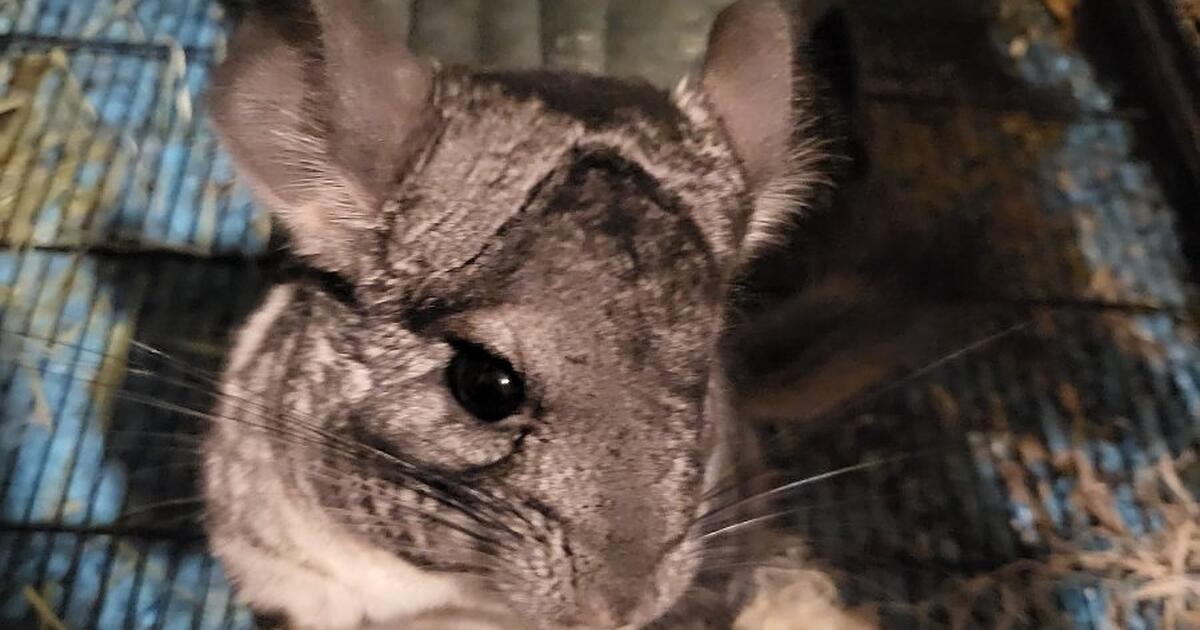 Chinchilla for Free in Buckeye, AZ | For Sale & Free — Nextdoor
