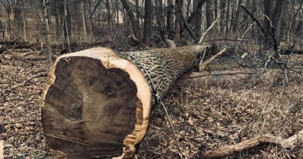 We Pay More! Standing Timber Logging Jobs Wanted Black Walnut White Oak ...
