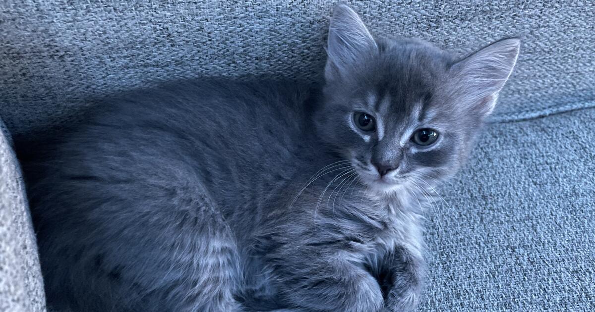 Kittens in need of a home for Free in New Port Richey, FL | For Sale ...