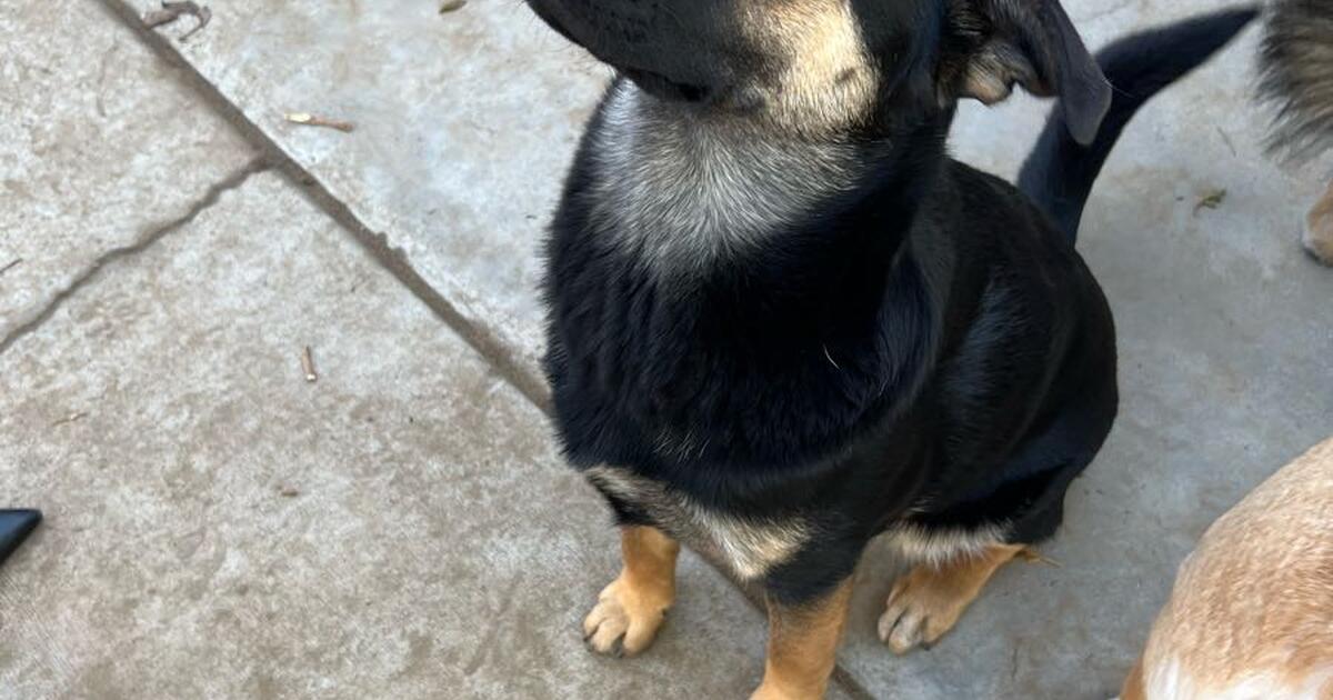 Need new homes ASAP 9 month old puppies. in Bakersfield, CA | For Sale ...