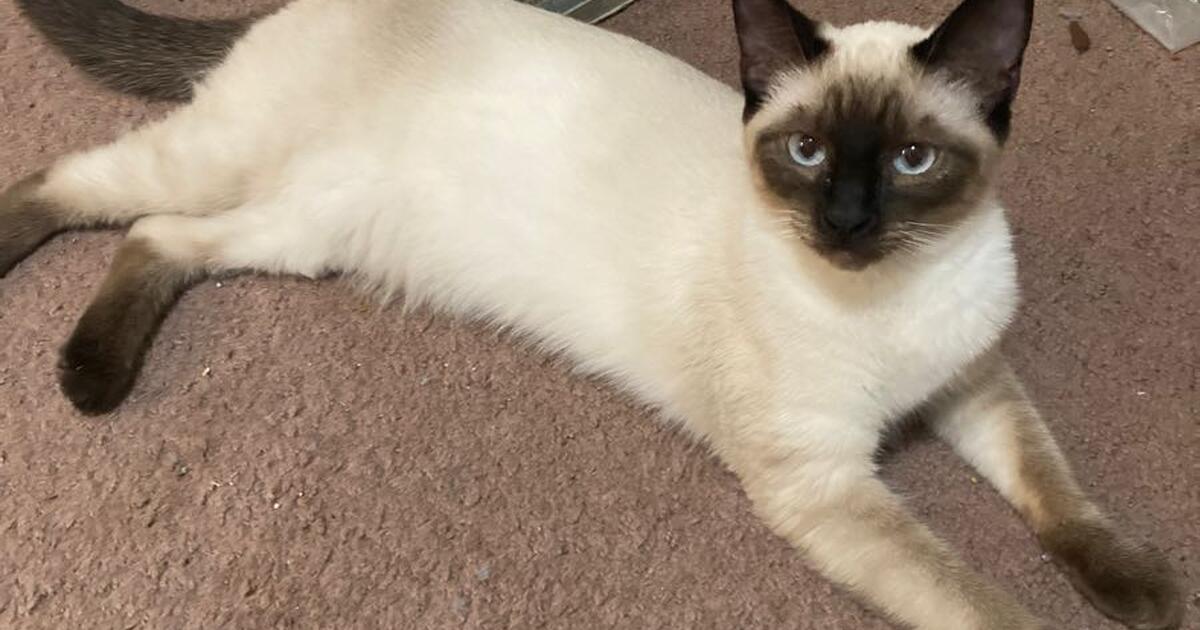 Siamese cat female (NOT FIXED) first come first serve for Free in ...