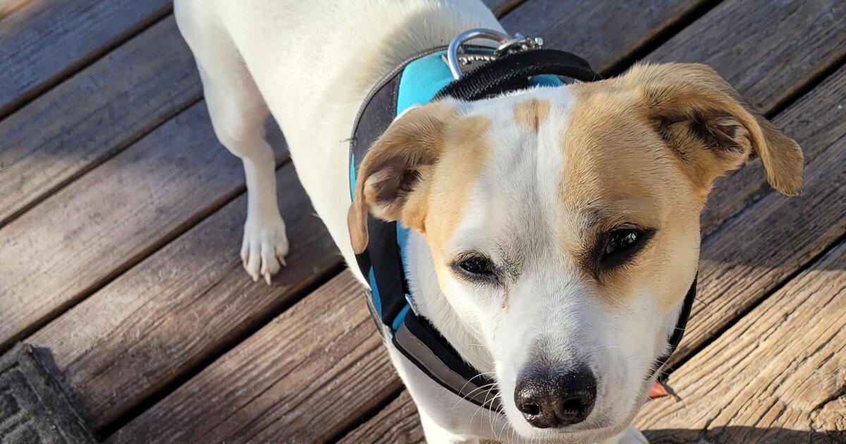 Dutch Hound Terrier Mix for Free in Hudson, FL | For Sale & Free — Nextdoor