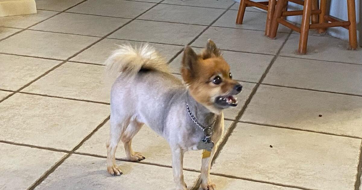 Pomeranian for Free in Mohawk, NY | For Sale & Free — Nextdoor
