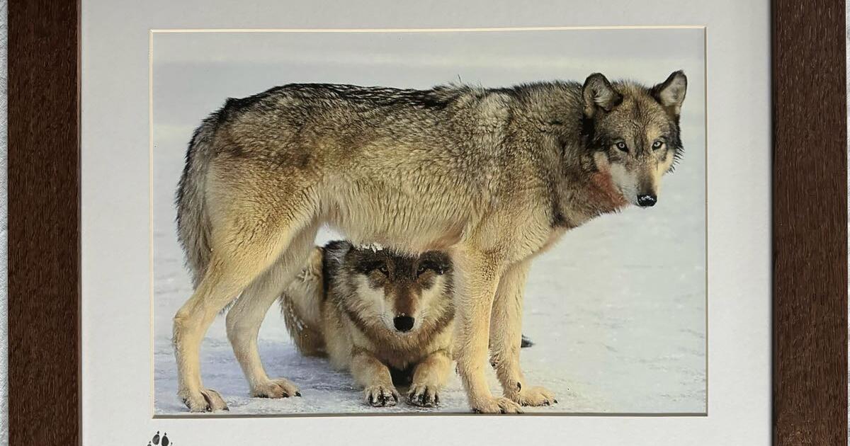 Framed Wolf Art Prints for $45 in Indianapolis, IN | For Sale & Free ...