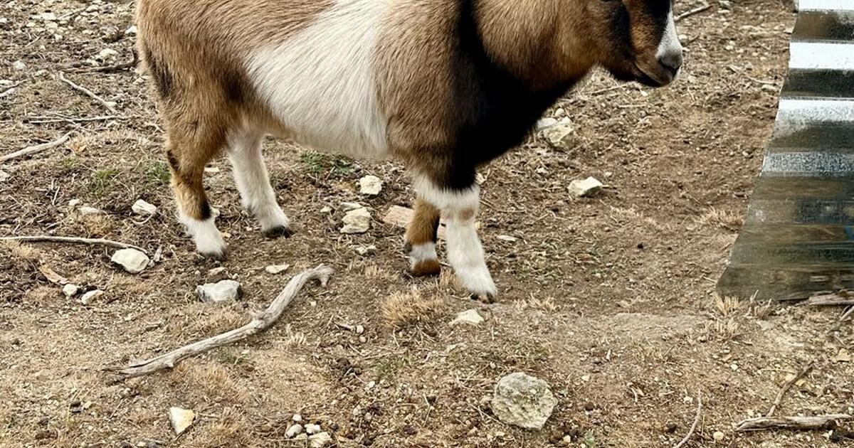 Blue eyed Nigerian Dwarf Buck ready to Breed! for $30 in Pipe Creek, TX ...