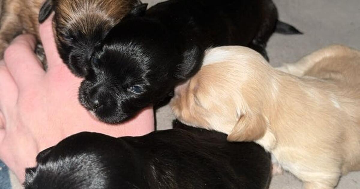 Maltipoo-sheapoo for $1200 in Cologne, MN | For Sale & Free — Nextdoor