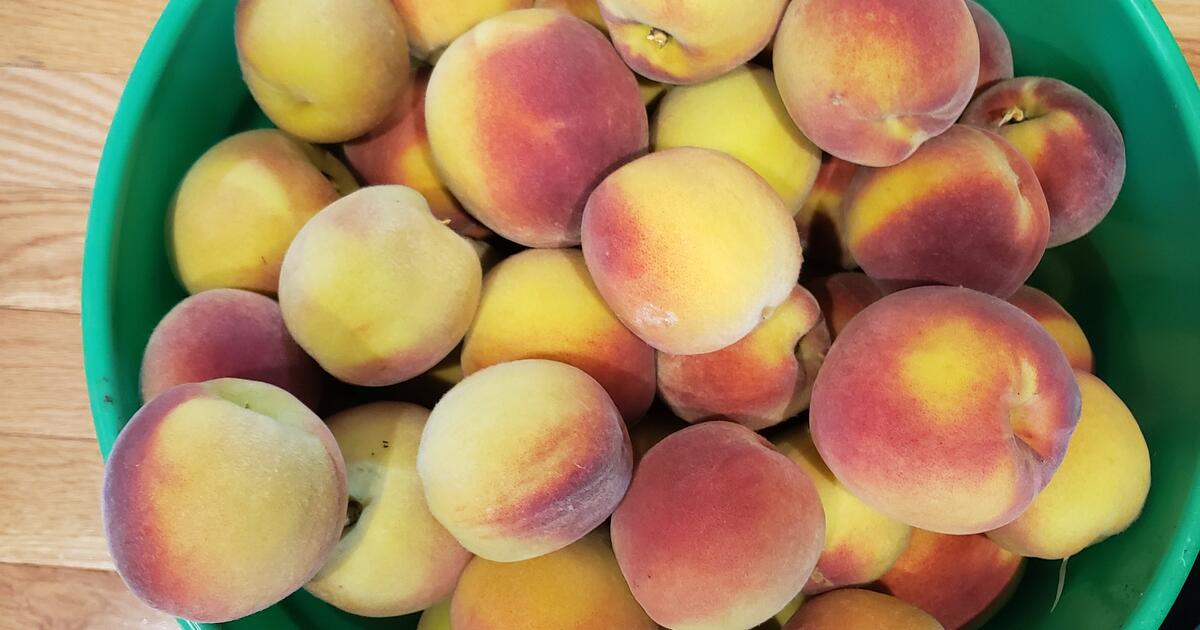 Fresh Peaches for Free in Minneapolis, MN | For Sale & Free — Nextdoor