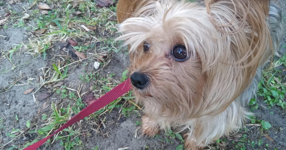 Rehoming Female Yorkie for Free in Lakeland, FL | For Sale & Free ...