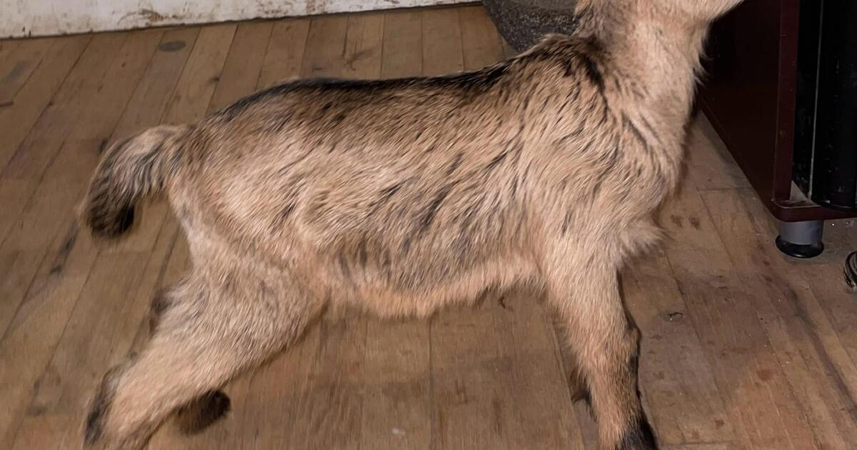 ADGA French Alpine Dairy goat bottle kids for $150350 in Giddings, TX ...