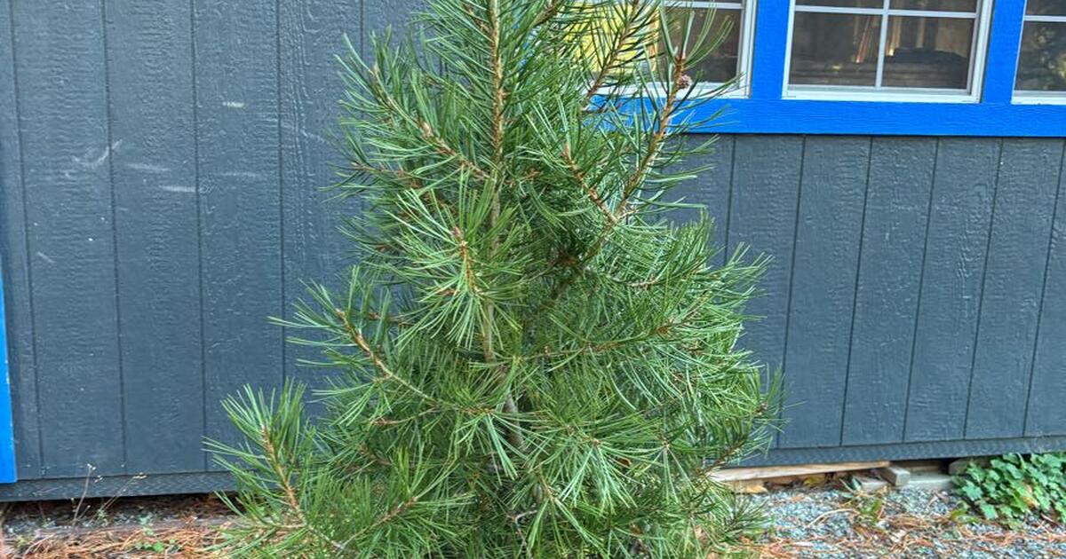 Free Lace Bark Pine (Pinus Bungeana) for Free in Bellingham, WA | For ...