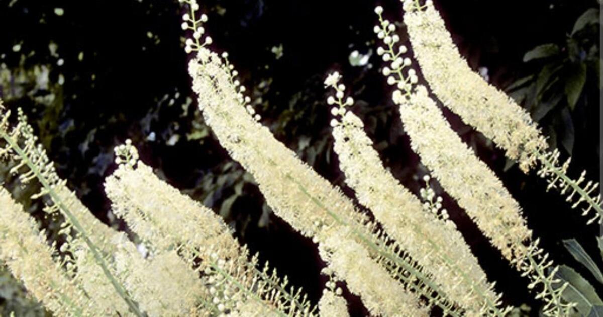 Black Cohosh AKA Black Bugbane Or Black Snakeroot NATIVE PERENNIAL FOR ...