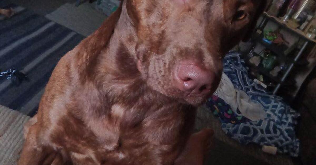 SWEET DOZER IS LOOKING FOR A NEW LOVING FAMILY for $50 in Palmetto, FL ...