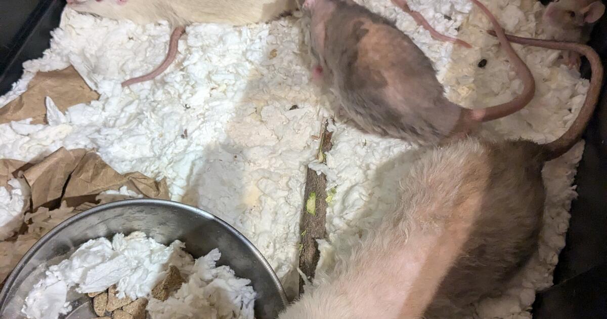 Pet Rats for Free in Helena, MT | For Sale & Free — Nextdoor
