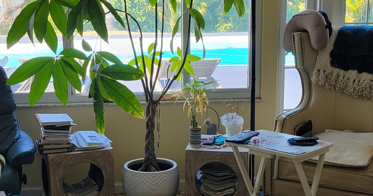 Broken Money Tree (Has Never Given Me A Single Penny!) for Free in St ...