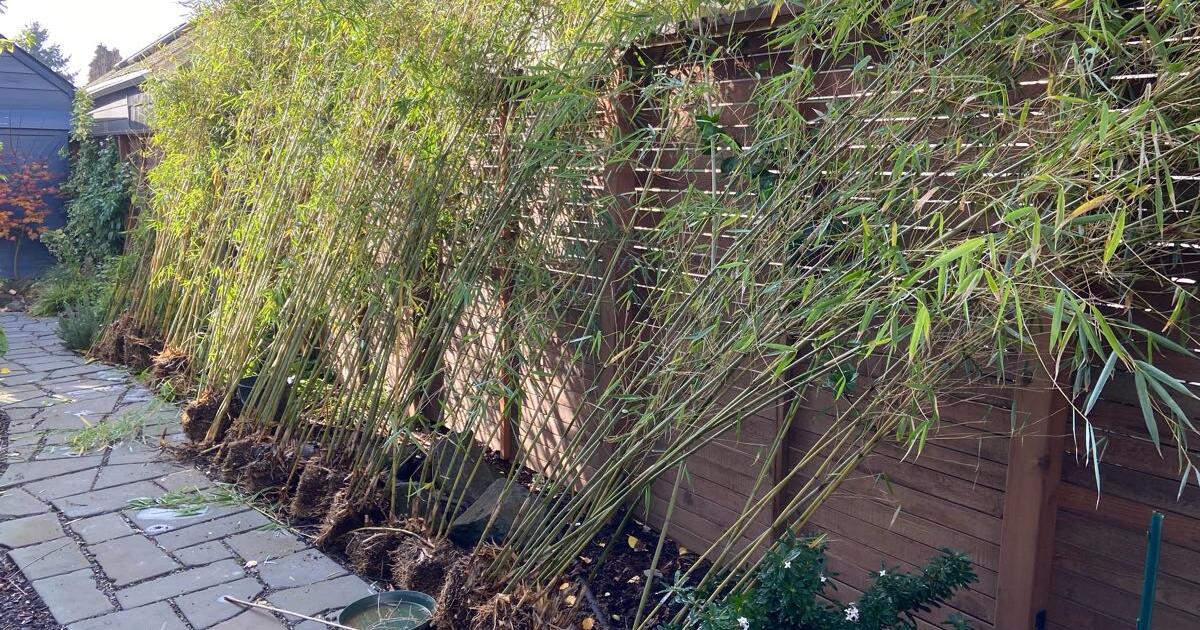 Clumping bamboo for Free in Portland, OR | For Sale & Free — Nextdoor