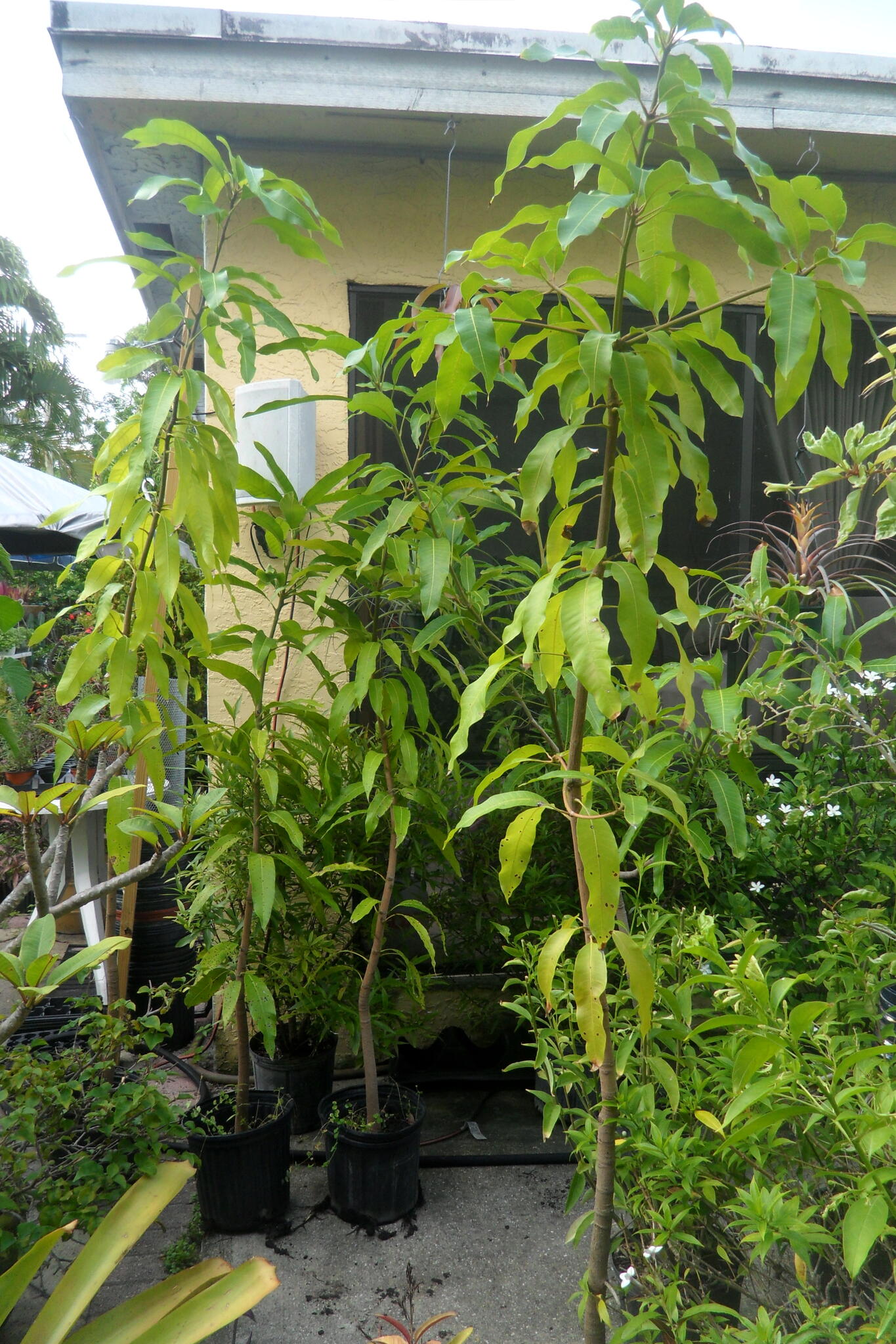 Mango Trees (Hayden) 5-6 year old plants 6-8 ft $60 for $60 in West ...