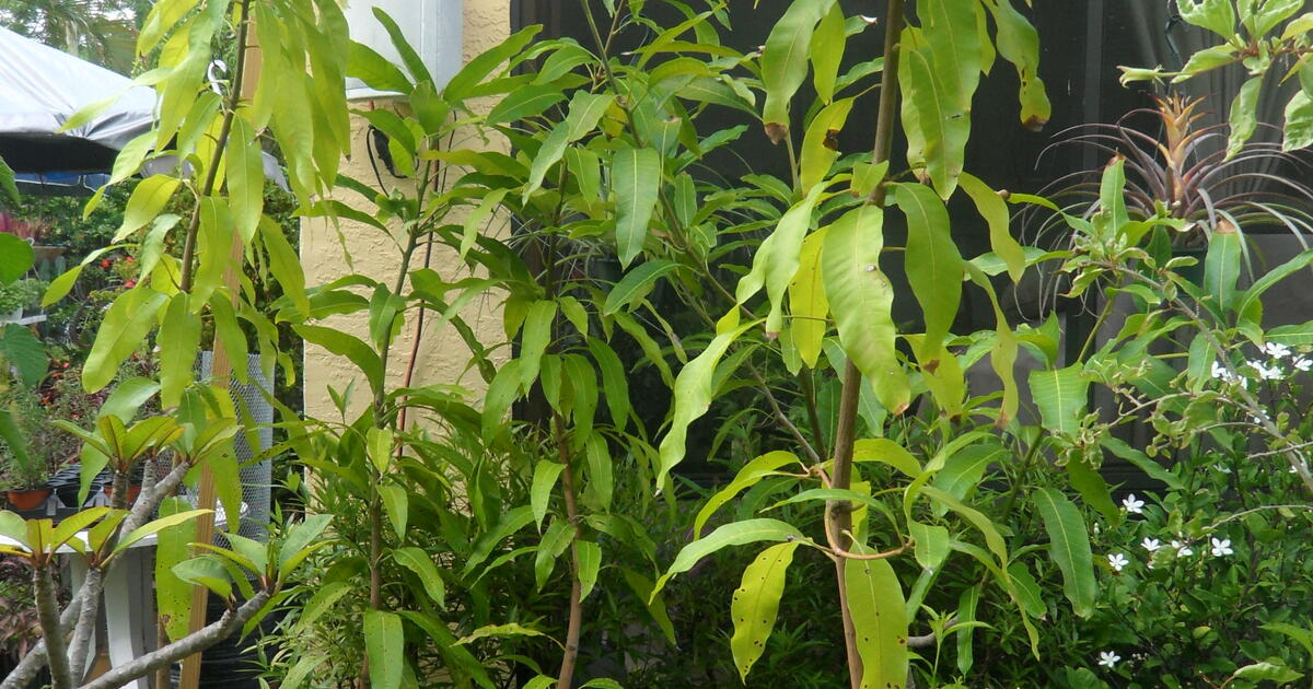 Mango Trees (Hayden) 5-6 year old plants 6-8 ft $60 for $60 in West ...