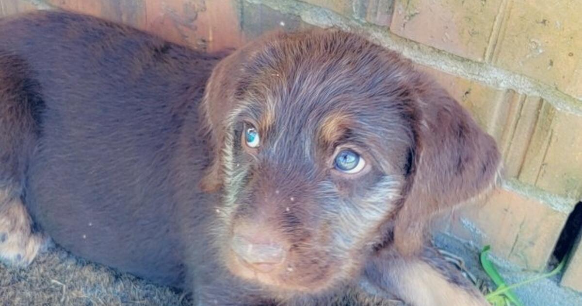Rehoming Female Labradoodle for Free in Texas City, TX | For Sale ...