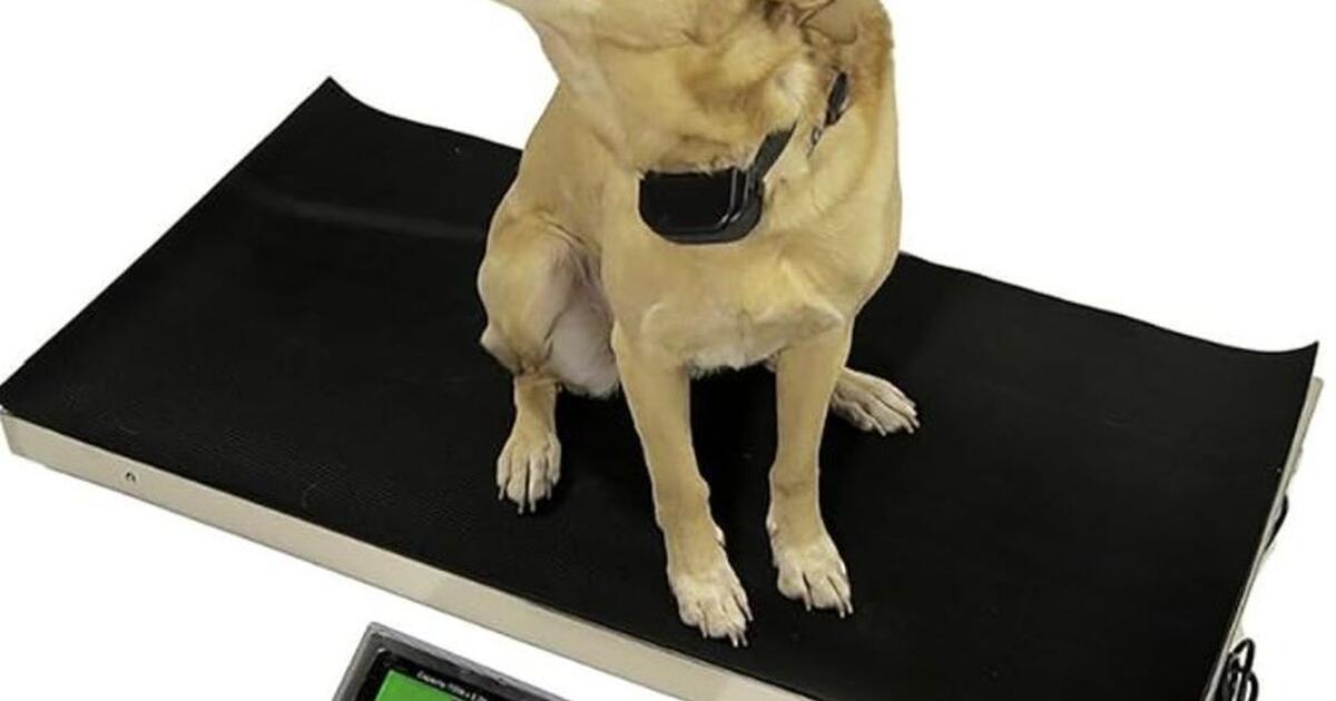 Walk On Scales for $75 in Douglasville, GA | For Sale & Free — Nextdoor