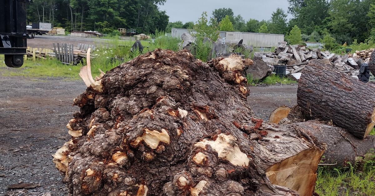 Large Tree Burl for $700 in New Britain, CT | For Sale & Free — Nextdoor