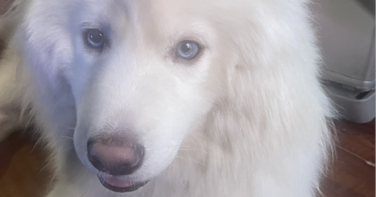 Chowsky chowchow husky mix for Free in Los Angeles, CA | For Sale ...