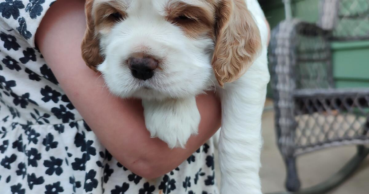 Pure Breed Cocker Spaniel Puppies for $1200 in Coarsegold, CA | Finds ...