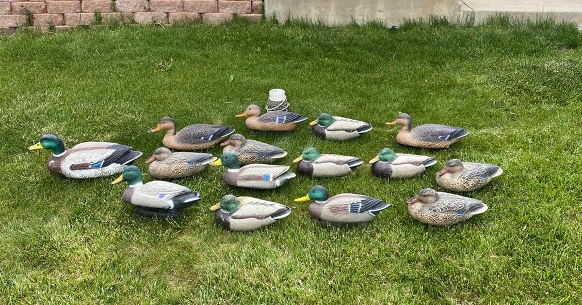 15 Mallard Decoy Ducks for $10 in Parker, CO | For Sale & Free — Nextdoor