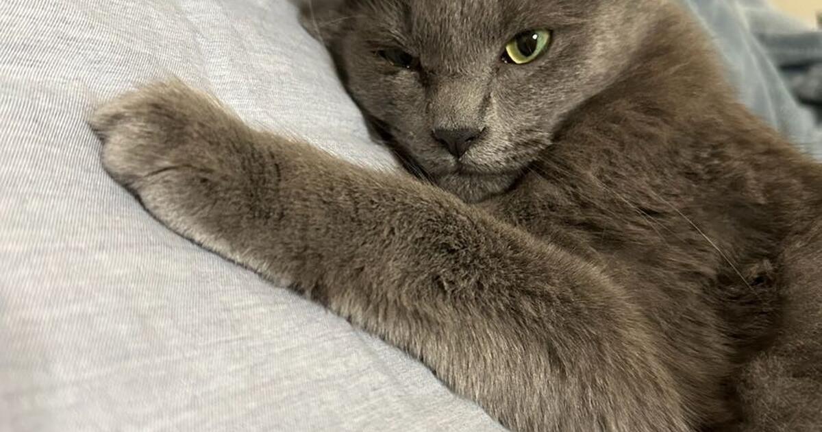 Beautiful long hair kitty for Free in Fort Worth, TX | For Sale & Free ...