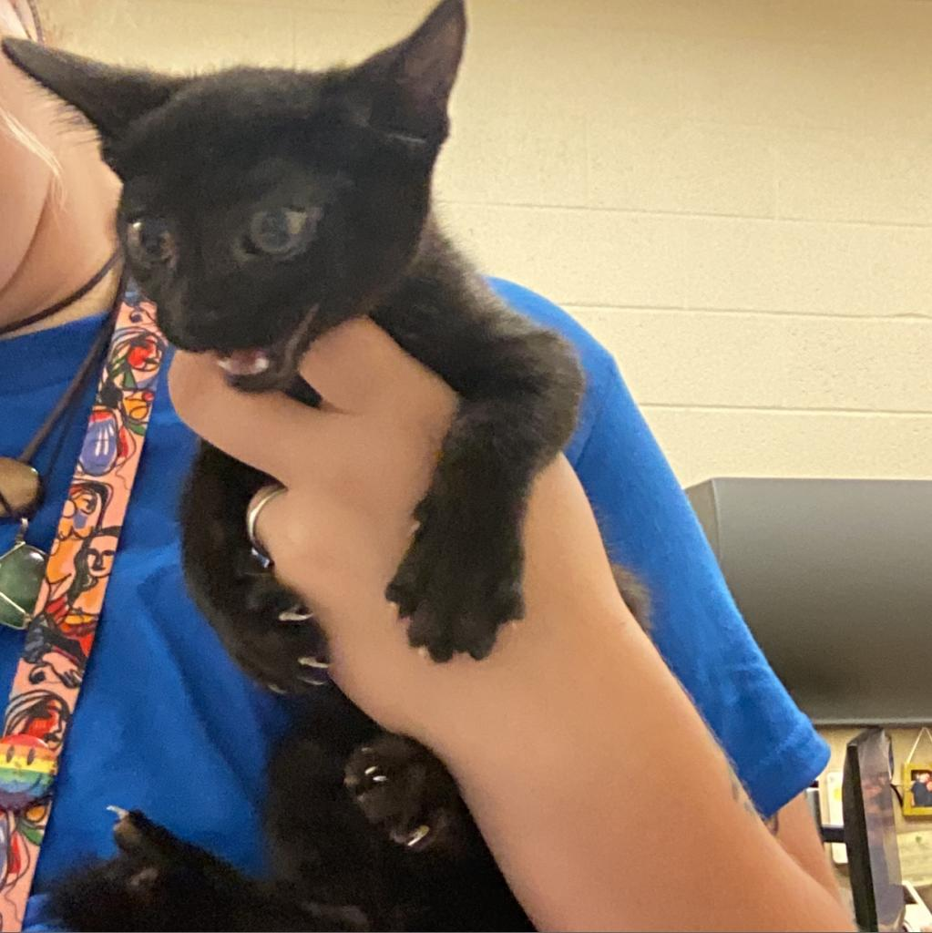 MAS STRAY: 8-lb Black Female Cat and 4 kittens (City of Memphis ...