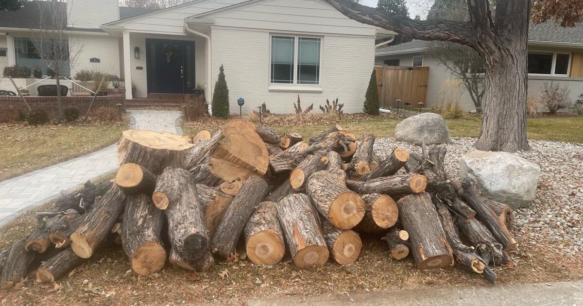 Free wood from cut-down Maple Tree for Free in Denver, CO | For Sale ...