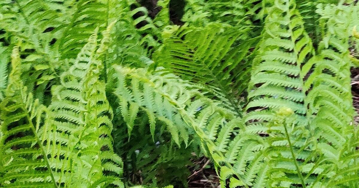 ferns for Free in St. Paul, MN | For Sale & Free — Nextdoor