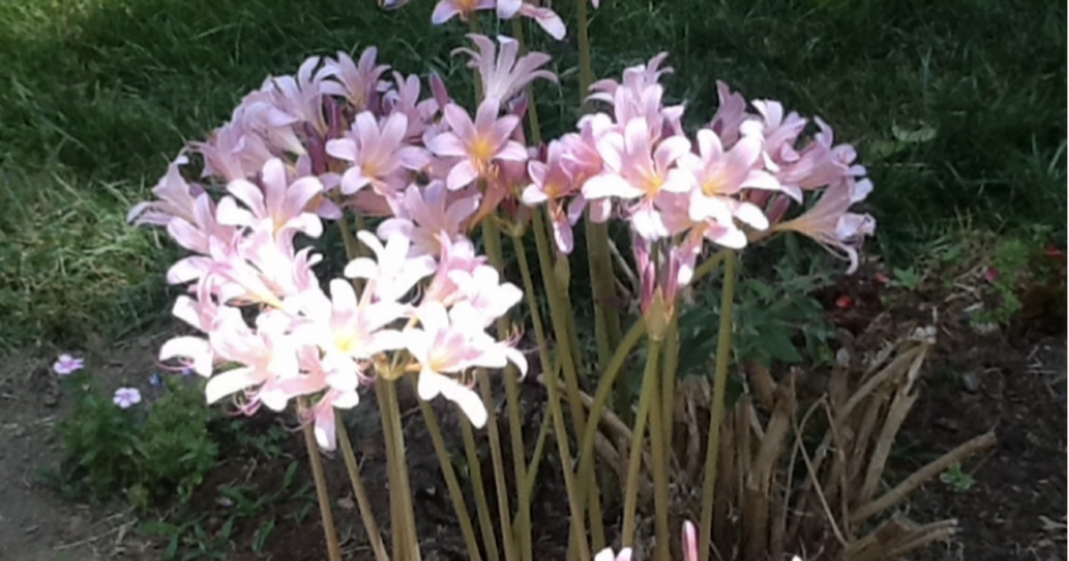 Pink Ladies aka naked ladies bulbs for $10 in Louisville, KY | For Sale ...