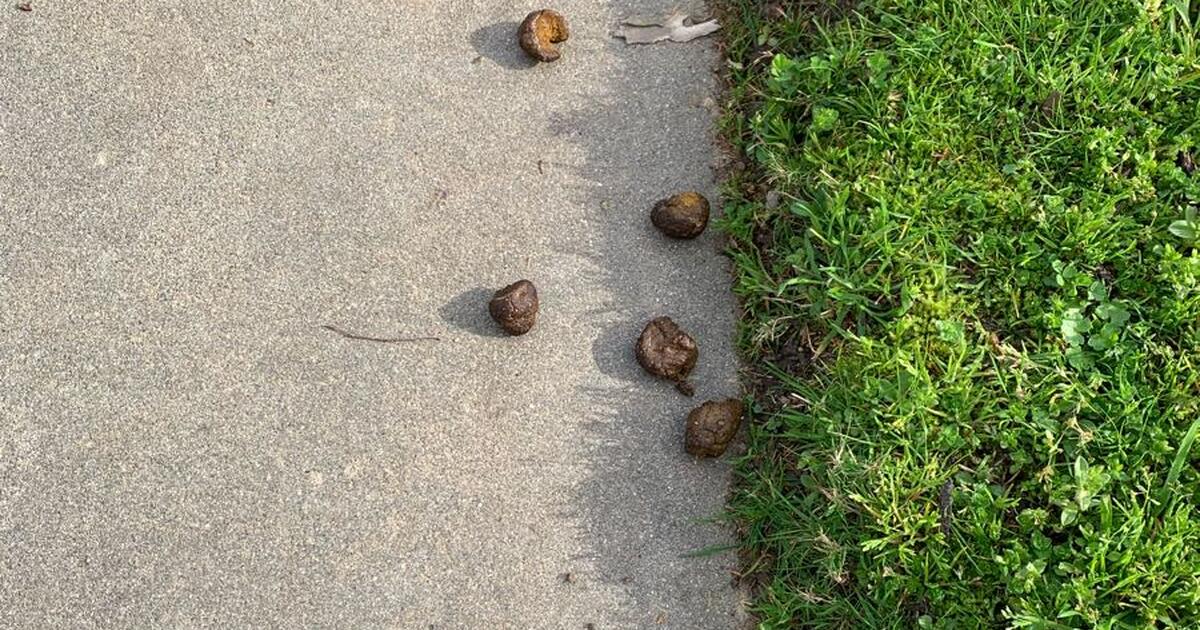 37th/H Dog Poop on sidewalk for Free in Sacramento, CA | For Sale & Free — Nextdoor