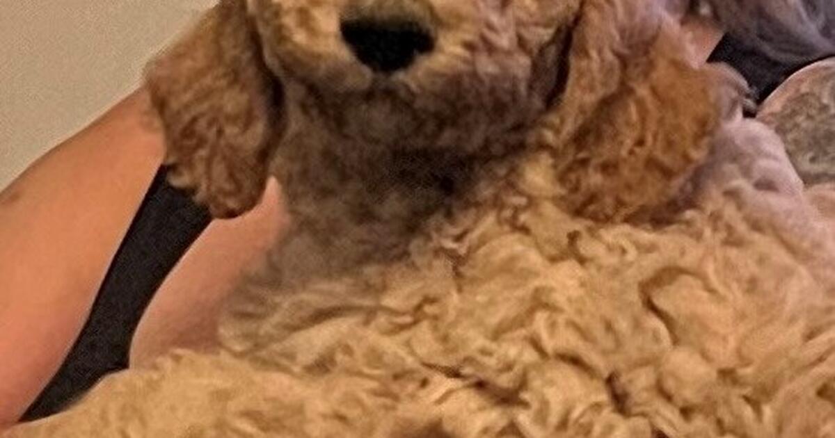 Standard Double Doodles (Golden) for $1234 in Marion, IN | For Sale ...
