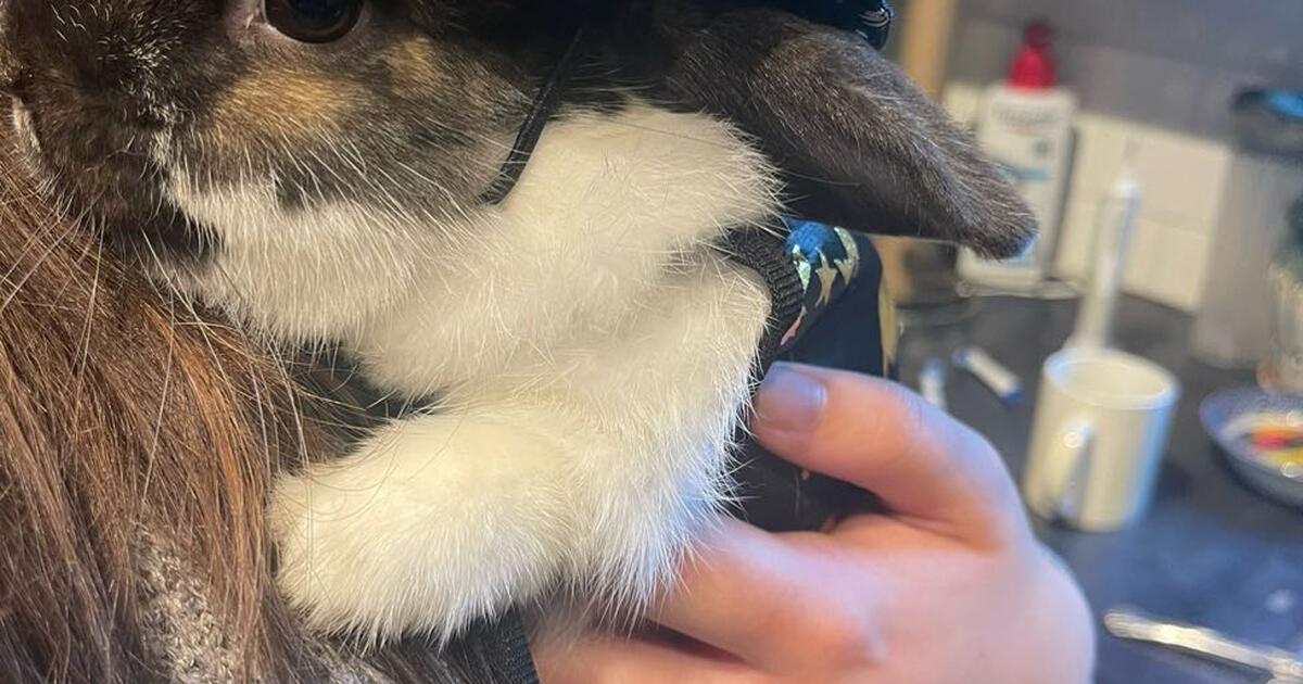 Bunny needs new home for Free in Portland, OR | For Sale & Free — Nextdoor